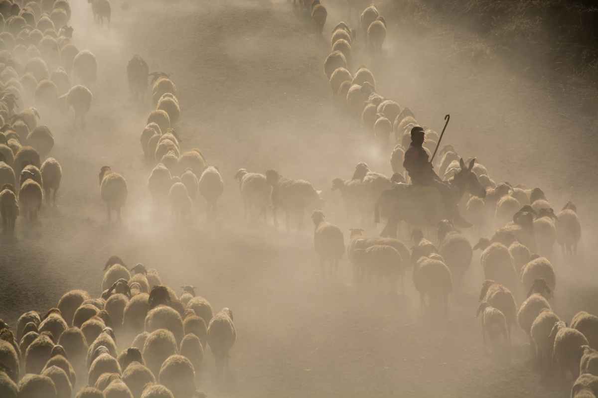 Jesus, the “Good Shepherd” Gently Moves Us Through Life’s Dark Valleys ...
